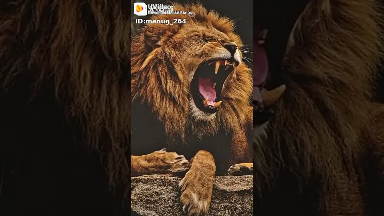 Gangster lion - YouTube