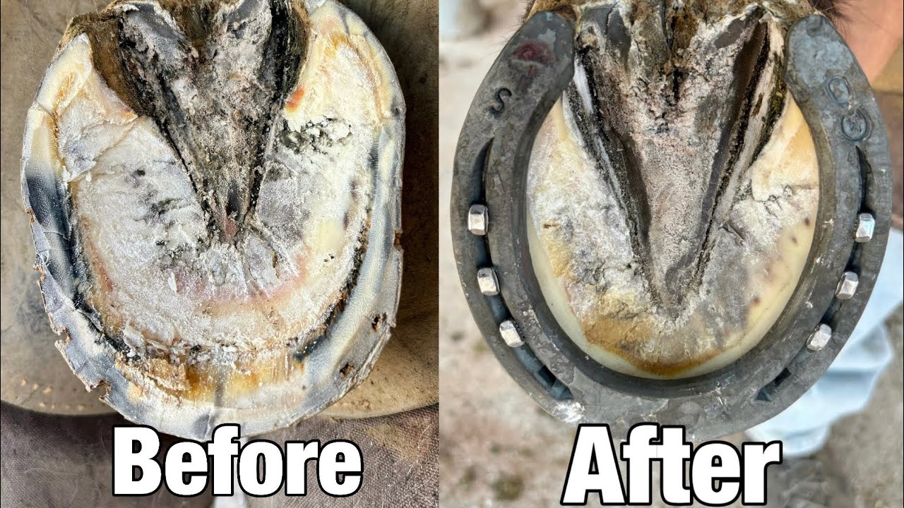 Helping a horse with very long hooves! | Very satisfying - YouTube