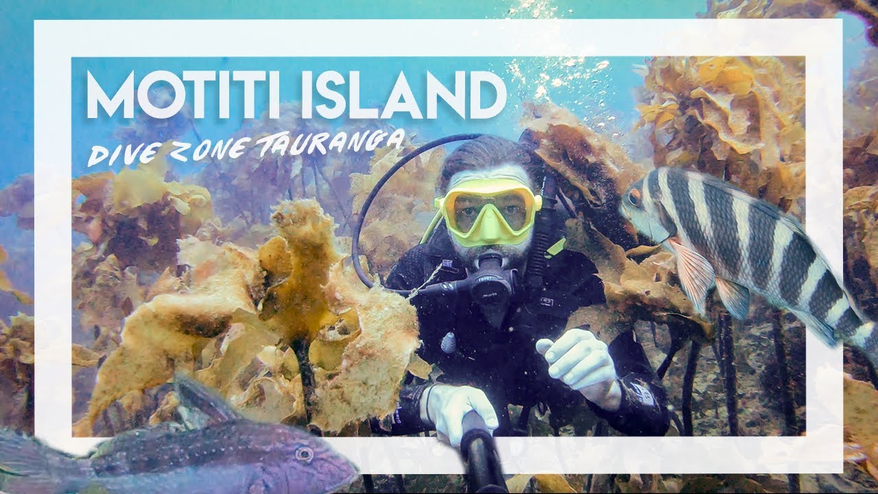 Diving in Tauranga, New Zealand | Motiti Island - YouTube