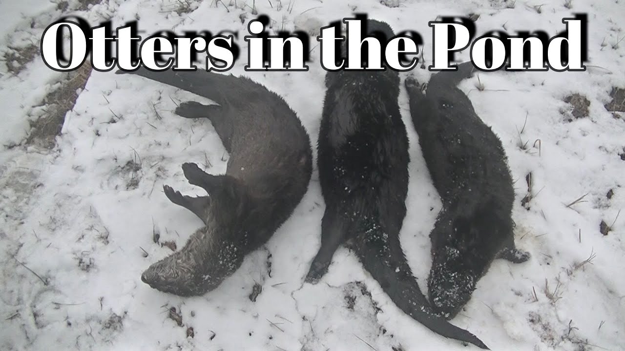 Trapping More Problem Pond Critters - YouTube