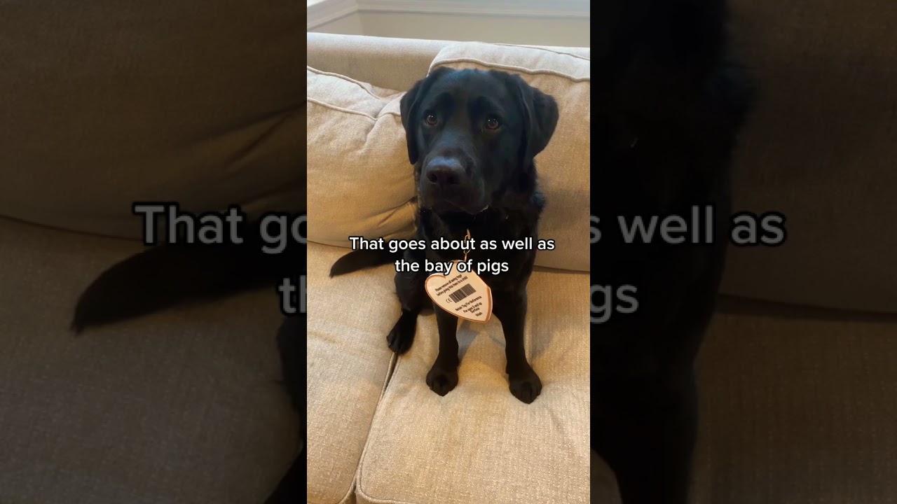 Talking Labrador Retriever explains the difference between him and his ...