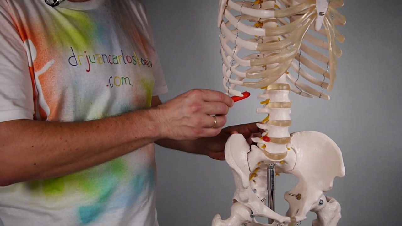 MÚSCULO OBLICUO ABDOMINAL INTERNO - YouTube