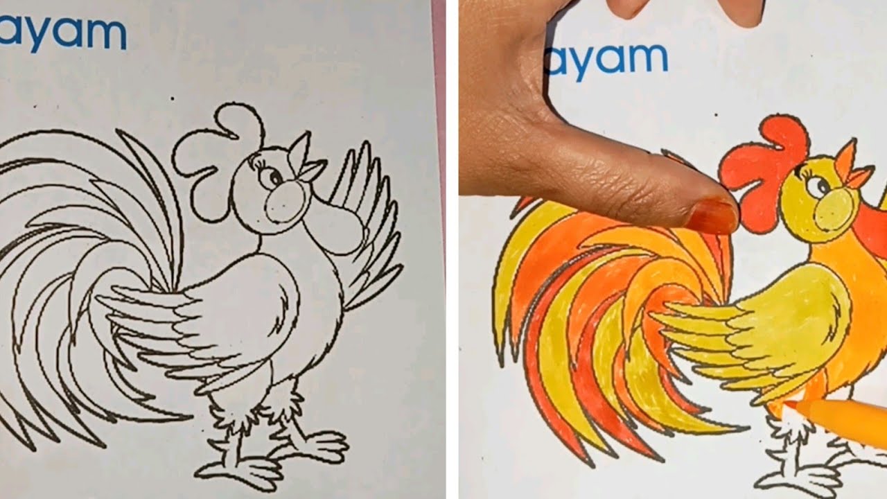 Mewarnai Gambar Ayam | hiQ Draw - YouTube