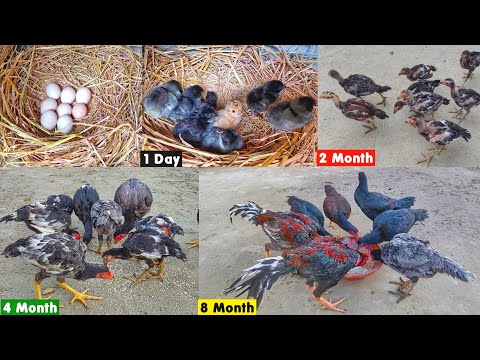 Chicks fast growth video Day 1 to 8 Month || complete growth video of silver hen baby