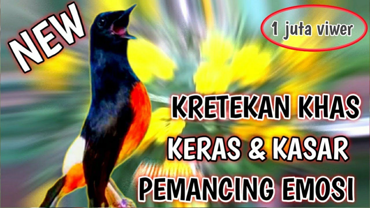 4K - KRETEKAN KHAS MURAI BATU SAMBUNG MATERI MRWAH - PANCINGAN MURAI ...
