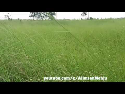 Natural Scenario - YouTube