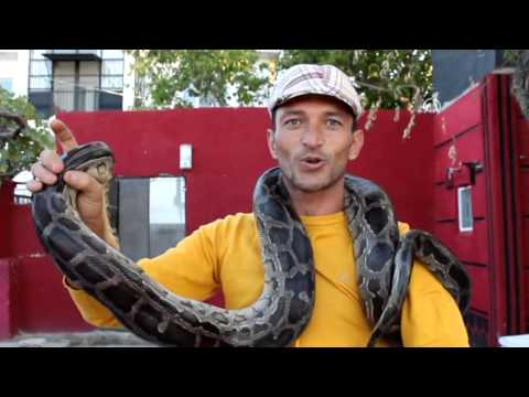 Anadolu Ajansı - Geçimini piton ve iguanalarla sağlıyor