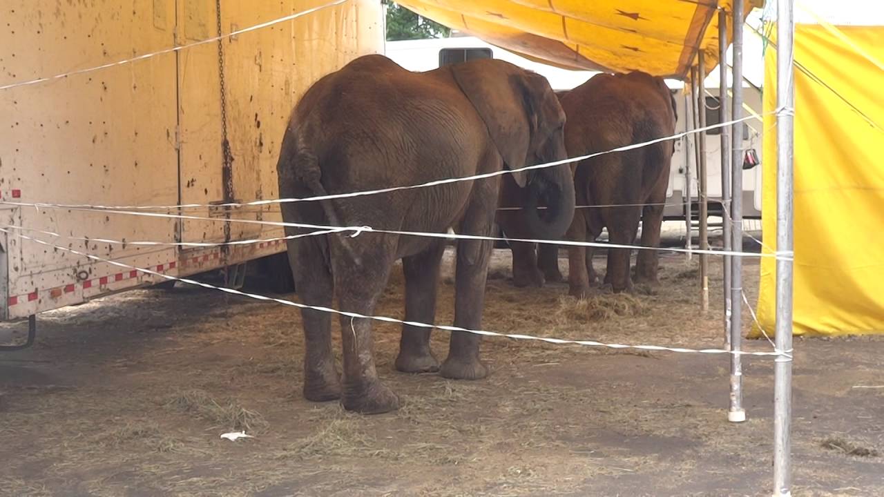 erie county fair elephants 2016 - YouTube