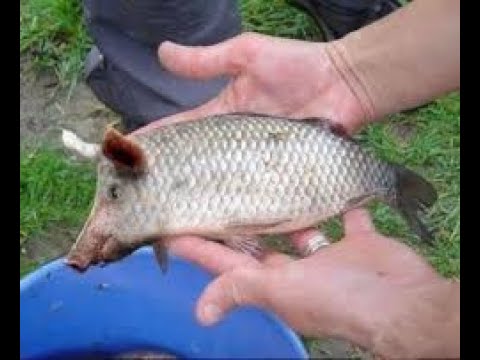 Incrível ! Peixe Mutante/Gigante fisgado em Muaná Pa. - YouTube