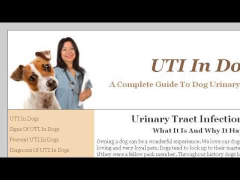 UTI Symptoms In Female Dogs - YouTube