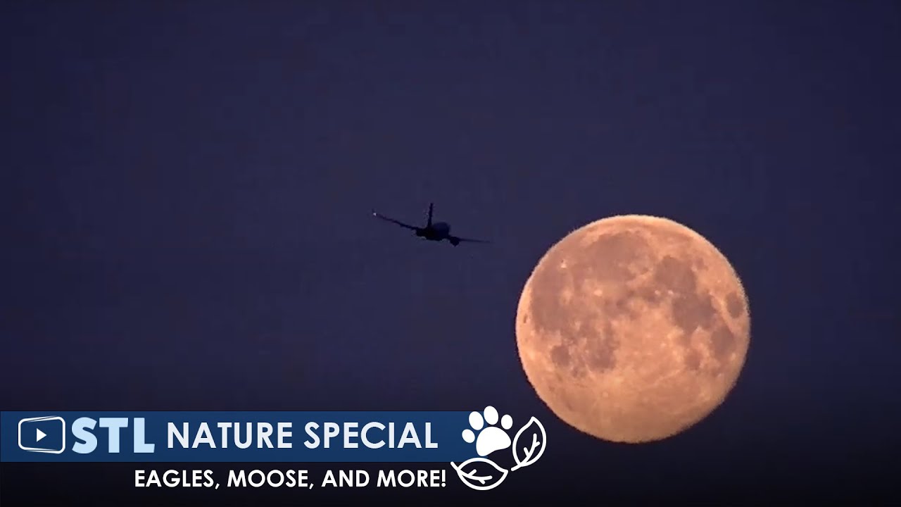 Birds, Sunsets, and Moose! Join us for some NATURE! StreamTime LIVE ...