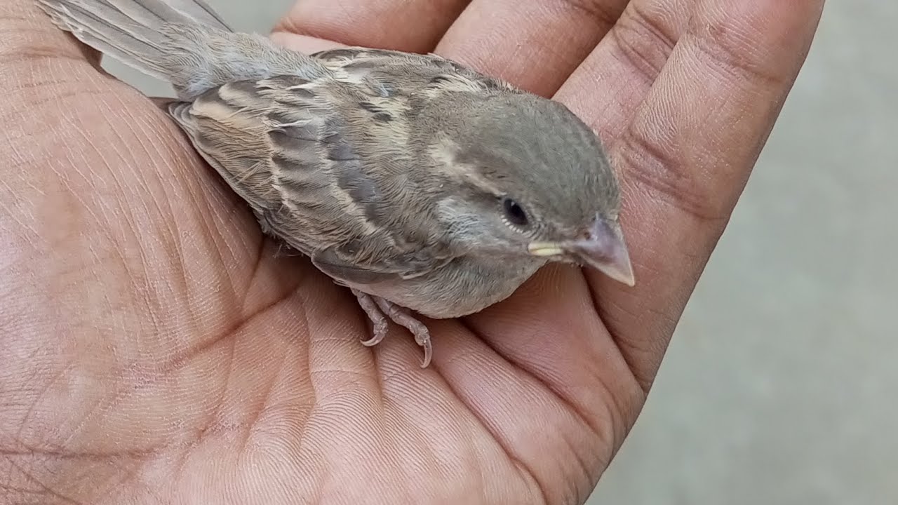 I saved a bird today #birdslover - YouTube