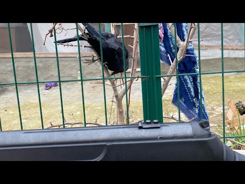 Havalı tüfek kuş avı (karga)