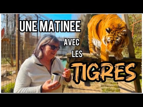 Une matinée avec les TIGRES !
