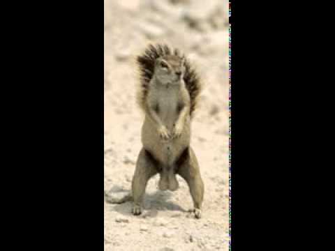 Dancing Singing Squirrel.mp4 - YouTube