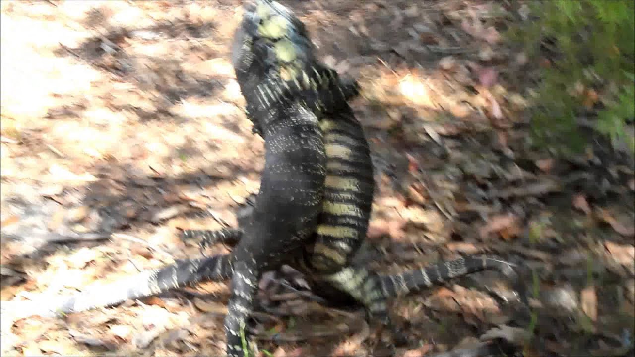 Australian Goannas wrestling - YouTube