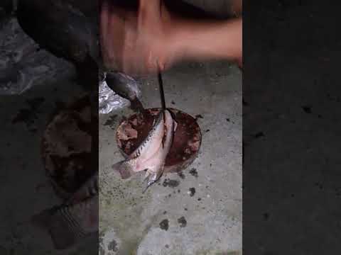 PAANO MAGBISLAD NG TILAPIANG IIHAWIN SA BUNOT NG NIYOG🐟🐟🐟 - YouTube