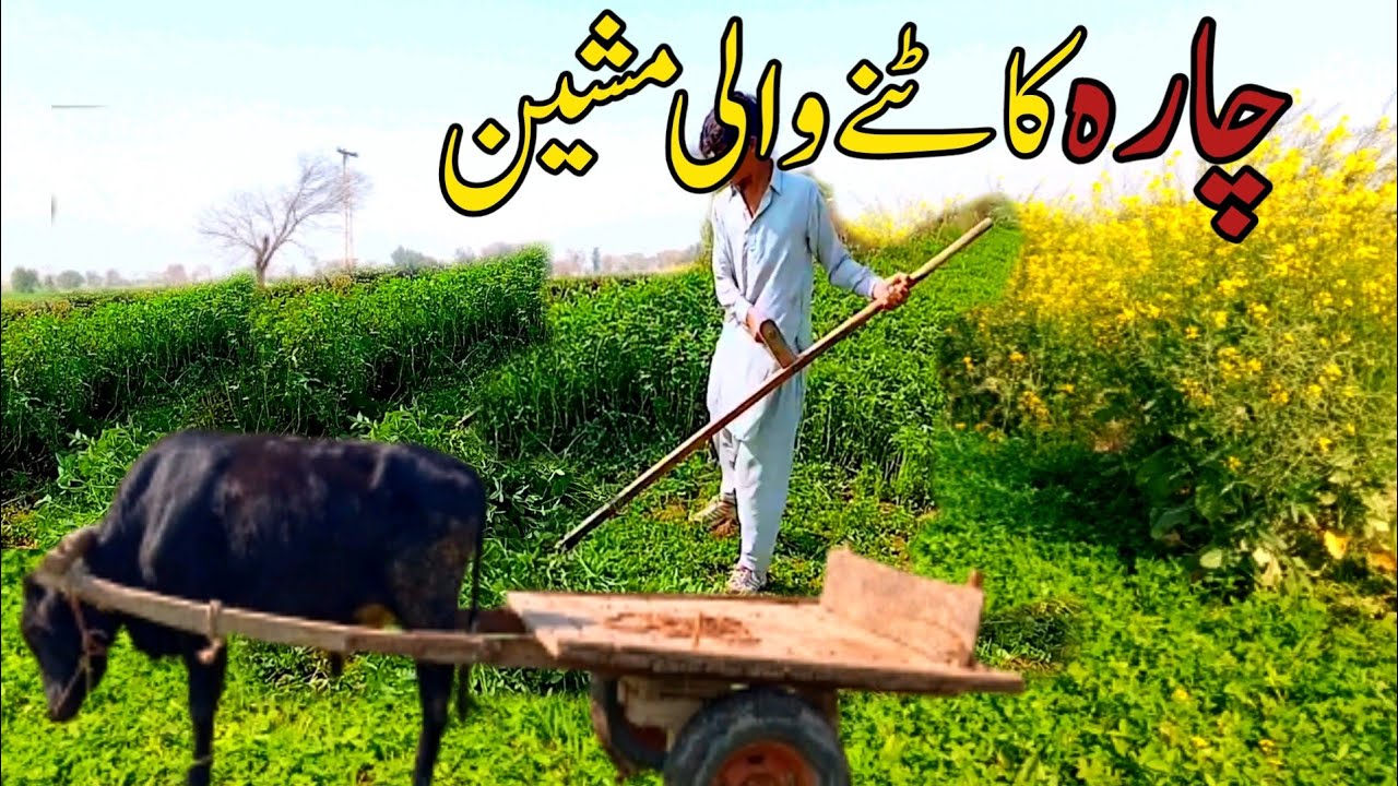 Hand Fodder Cutting Machine | Animals Fodder Cutting by Wetland Village ...