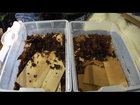 How to breed Isopods!! (May Madness:23) - YouTube