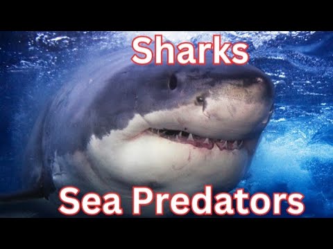 Sharks/ Ocean Predators/ Big Fish/ Shark Attacks/ Great White Sharks ...