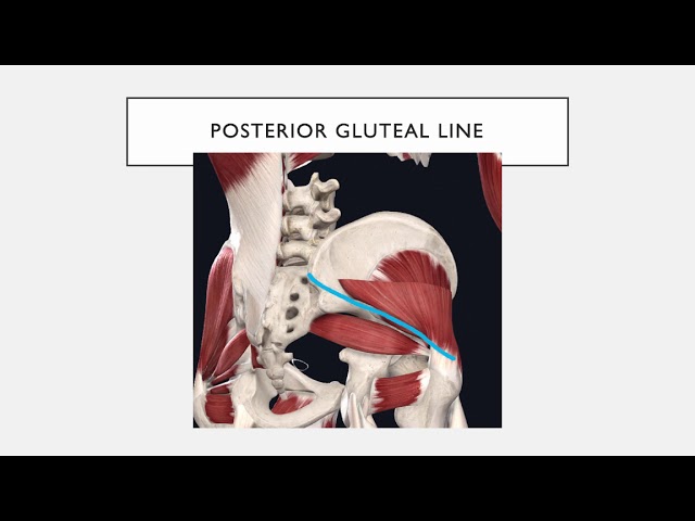 Posterior Gluteal Line