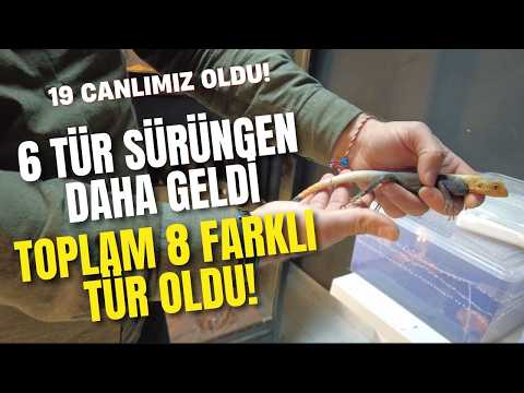 Dükkâna 6 Yeni Sürüngen Geldi! Toplam 8 Tür Oldu | Gören Dönüp Bir Daha Bakıyor