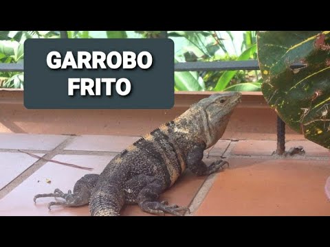 Cocinando un delicioso GARROBO frito🤣 - YouTube