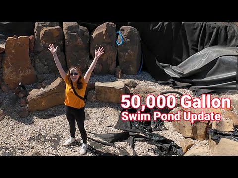 Week 5 on the 50,000 Gallon Aquascape Swim Pond - YouTube