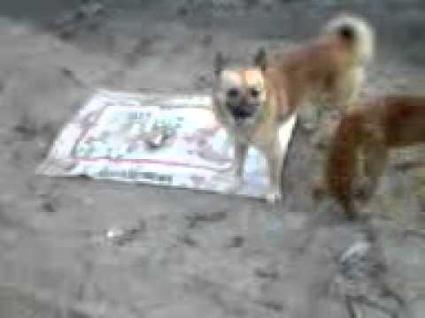 Anjing kawin - YouTube