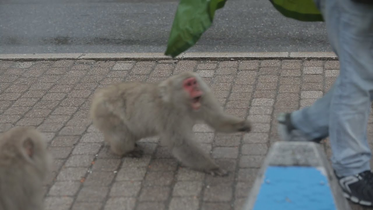 Aggressive monkeys in Nikko, Japan - YouTube