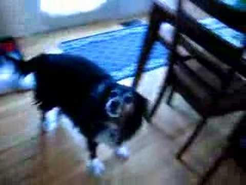 My dog Princess acting like her usual self. - YouTube