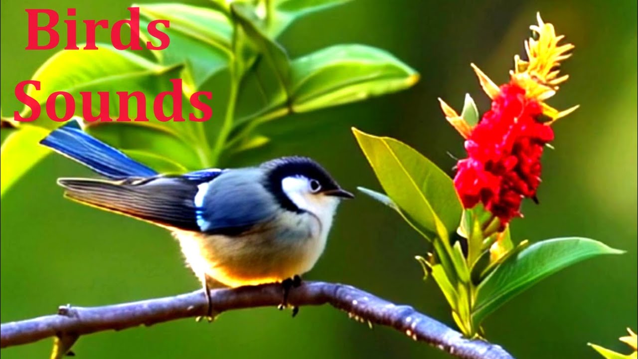 Soothing Chirping Birds Sounds. Calming Atmosphere for Deep Sleep ...