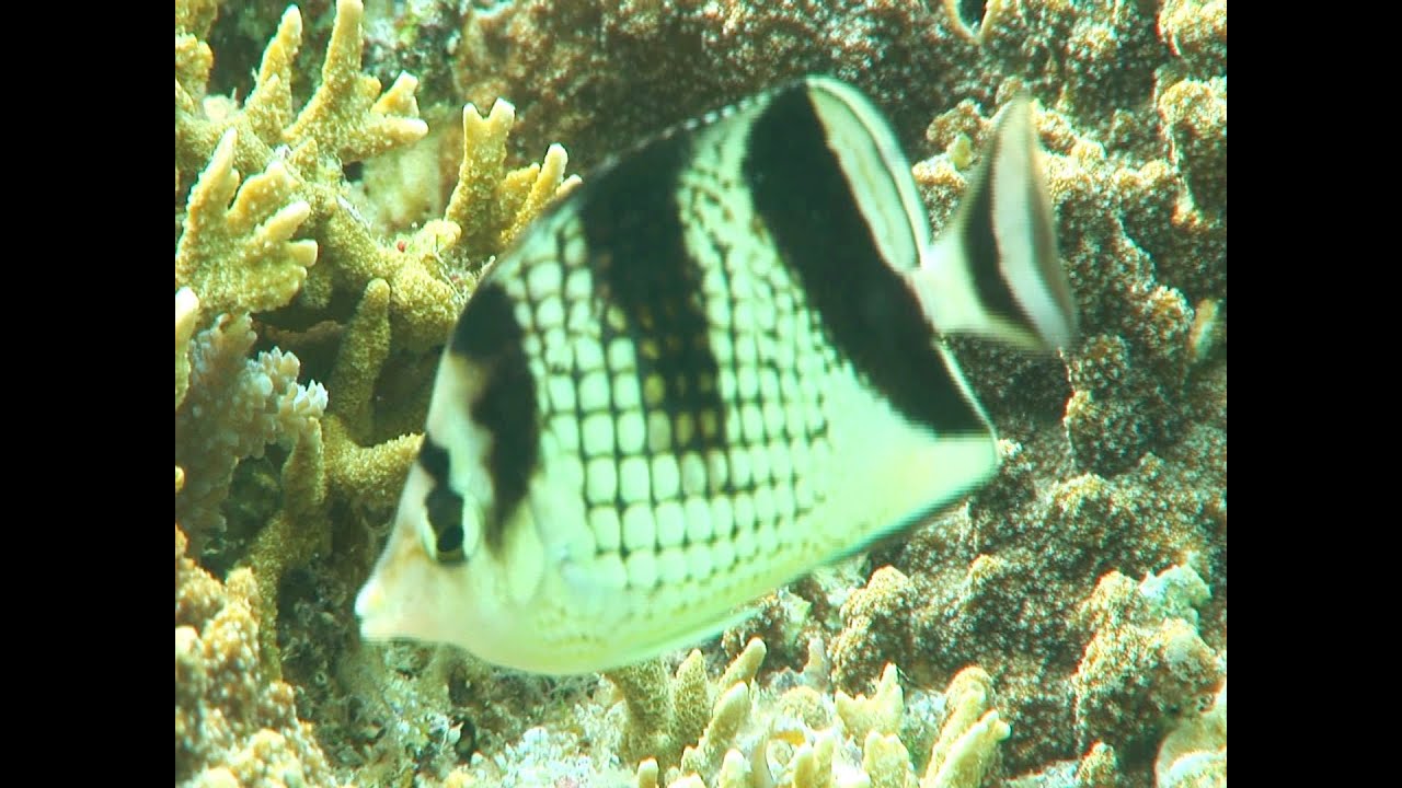 かがみちょうちょううお Asian butterflyfish 銀身蝴蝶魚 - YouTube