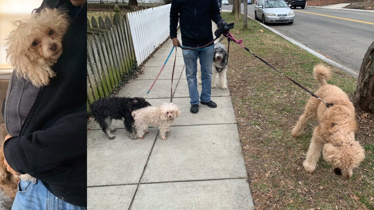 Walking 4 Crazy Dogs - YouTube
