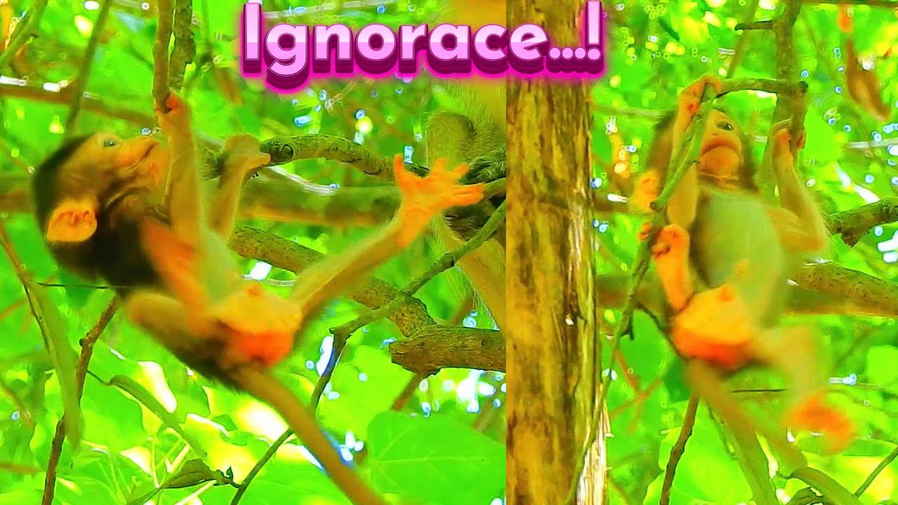 Absolutely! Help Me, Please...! Really Wrong Training & No Enough ...