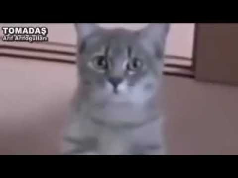 Komikmi komim erzurumlu tom