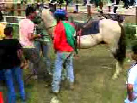 Toros Coleados en Cojedes!! - YouTube