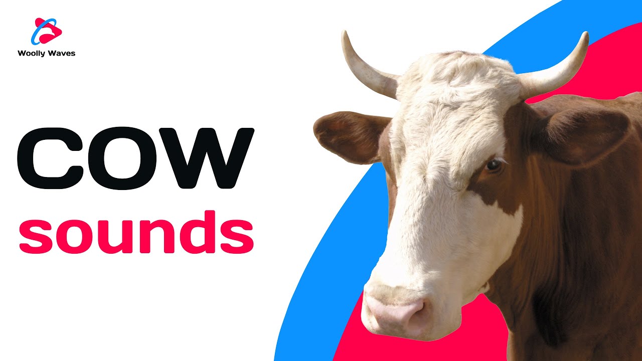 Cow sounds | Herbivorous friends: cows in the meadow | As the cow says ...
