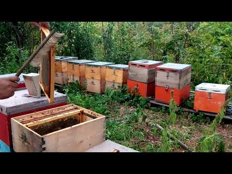 Arıcılık - Bal sağımı (keklik otu balı)
