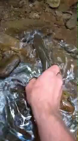 West Virginia native Brook trout release - YouTube