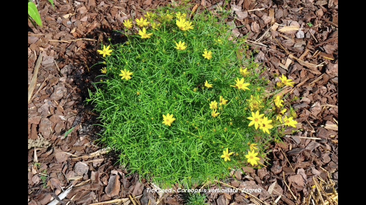 Habitat Refugium Garden, June 26, 2020 - YouTube