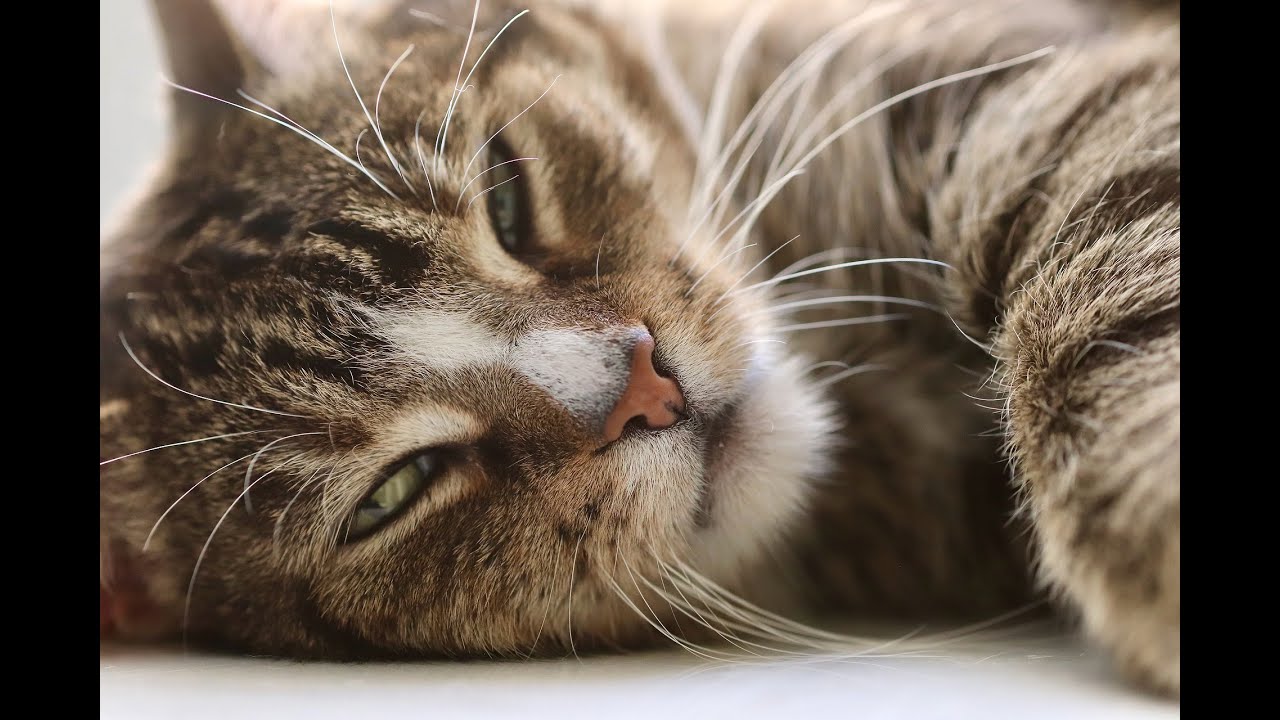 Hacker Cat Face Reveal - YouTube