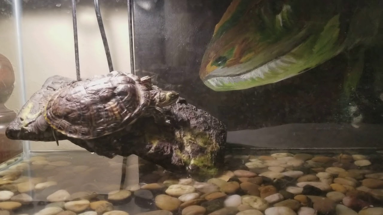 Carl the turtle - YouTube