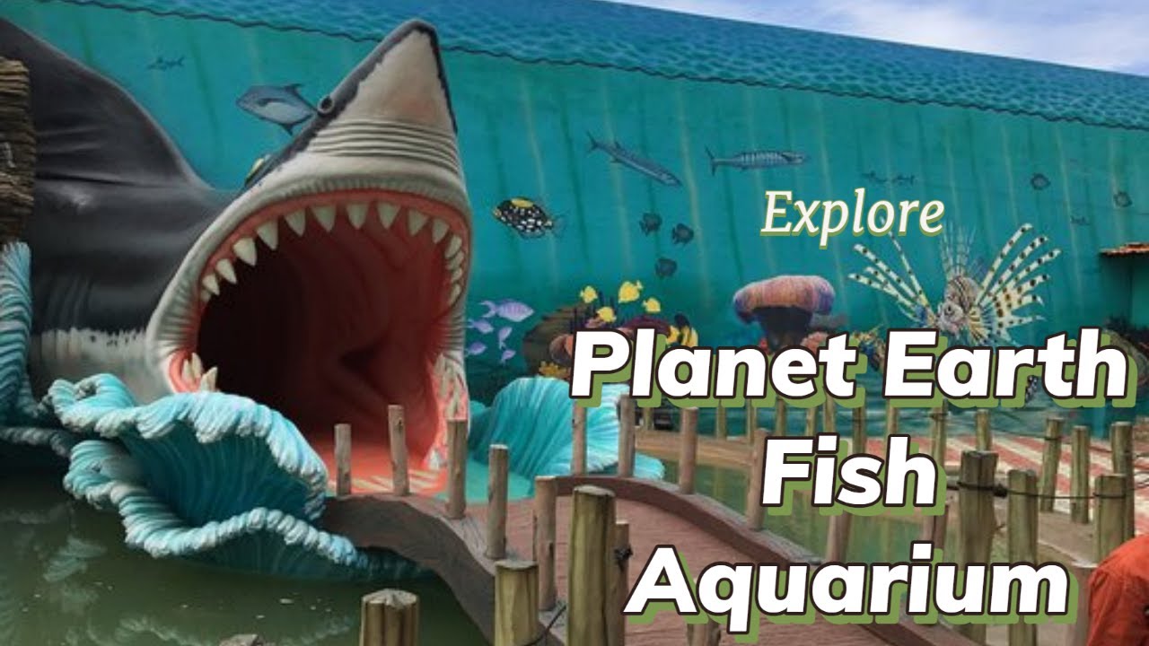 Fish Aquarium at Planet Earth Aquarium & Pets Park #mysuru | Fish Video ...