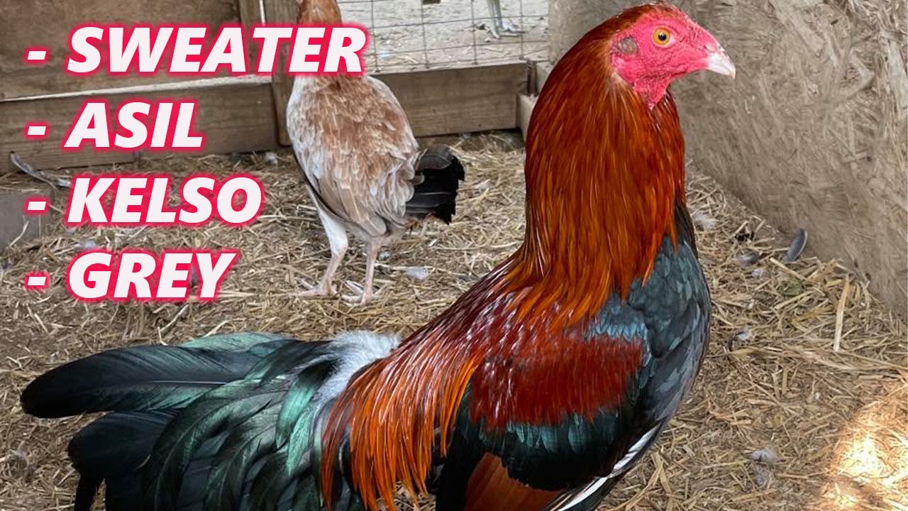 Xavier Rodriguez Sweater Asil Kelso Grey Chilango's Farm - Beautiful ...