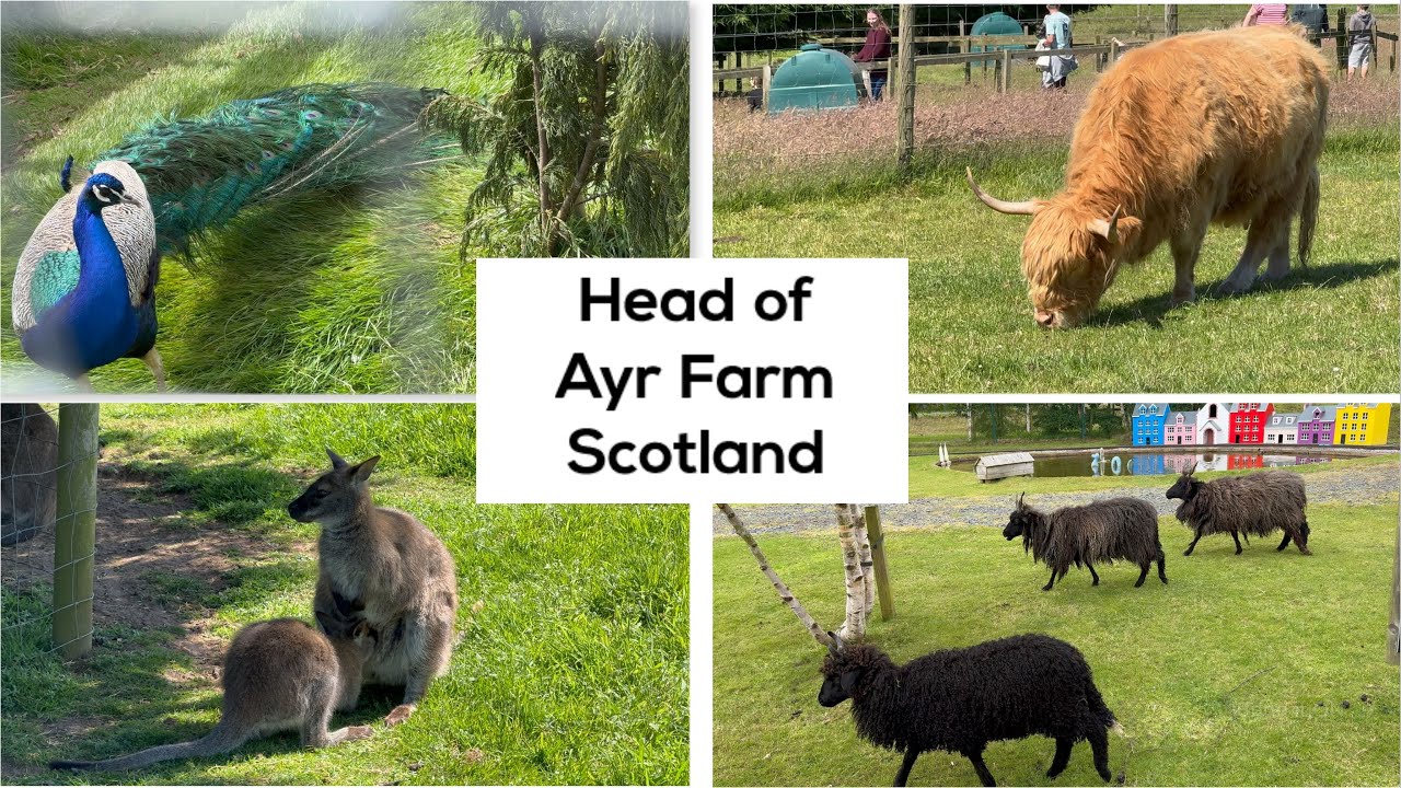 Scottish Ayr Farm: The Most Luxurious Farm Experience | Heads of Ayr ...