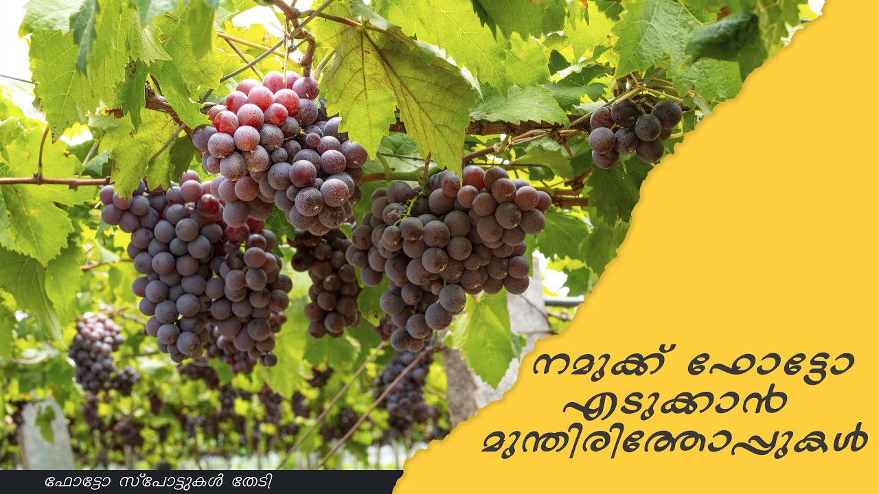 Grape Farm @Cumbum Tamilnadu. മുന്തിരിത്തോപ്പുകൾ ഫോട്ടോയെടുക്കാം - YouTube
