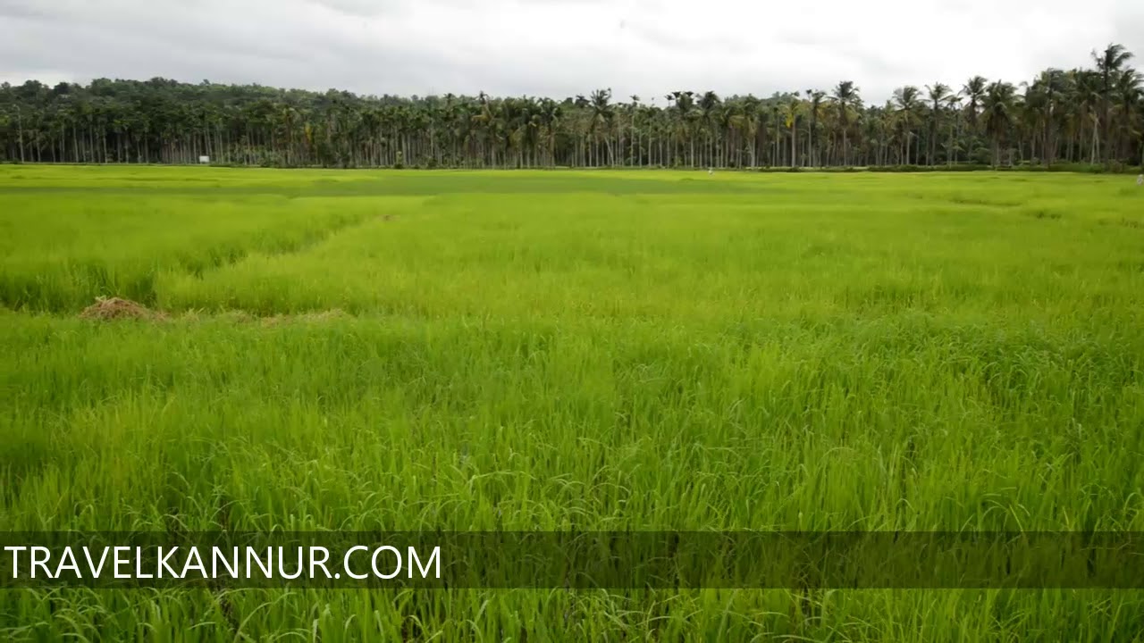 Kerala Vayal (കേരളത്തിലെ വയലുകൾ) - YouTube
