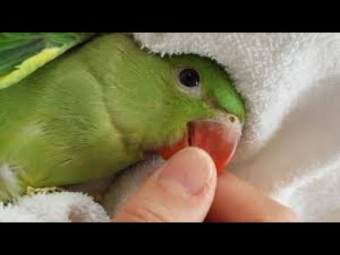 Cute parrot chick loves being pet - YouTube