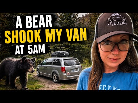 My First Van Life Bear Encounter Was NOT in the Wilderness 😱